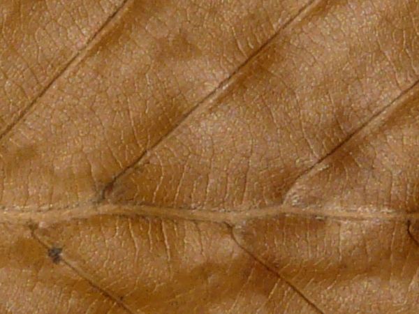 texture 0043 - Texturelib